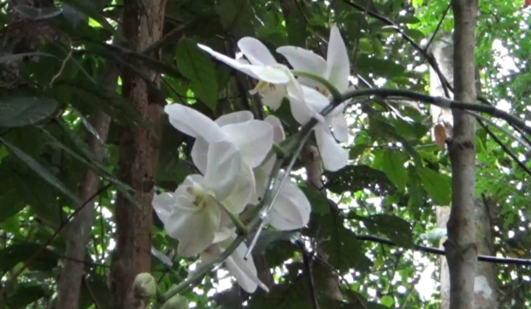 Lengkapi Koleksi Anggrek Kalimantan, Tim Orchidarium KRB 3 Tahun ...